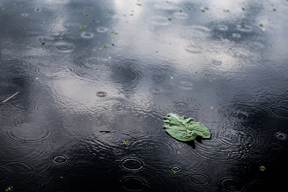 3 Ways To Keep Insects And House Flies Away During Monsoon